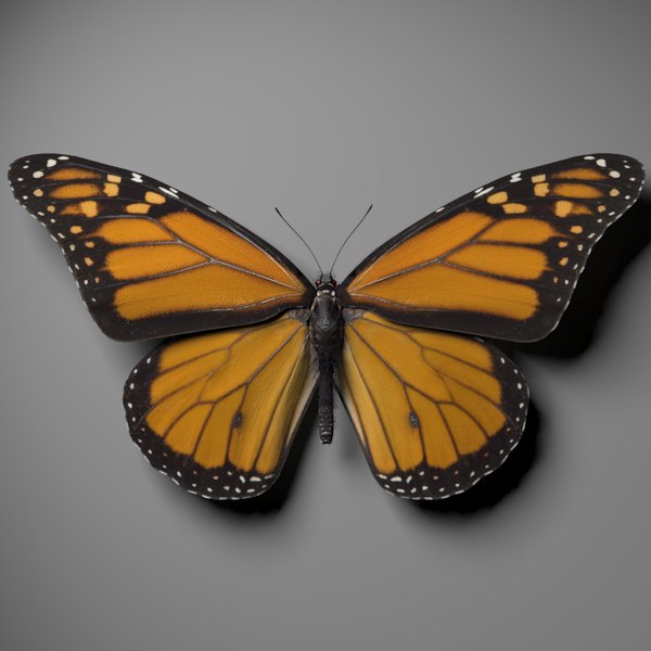 3d monarch butterfly model