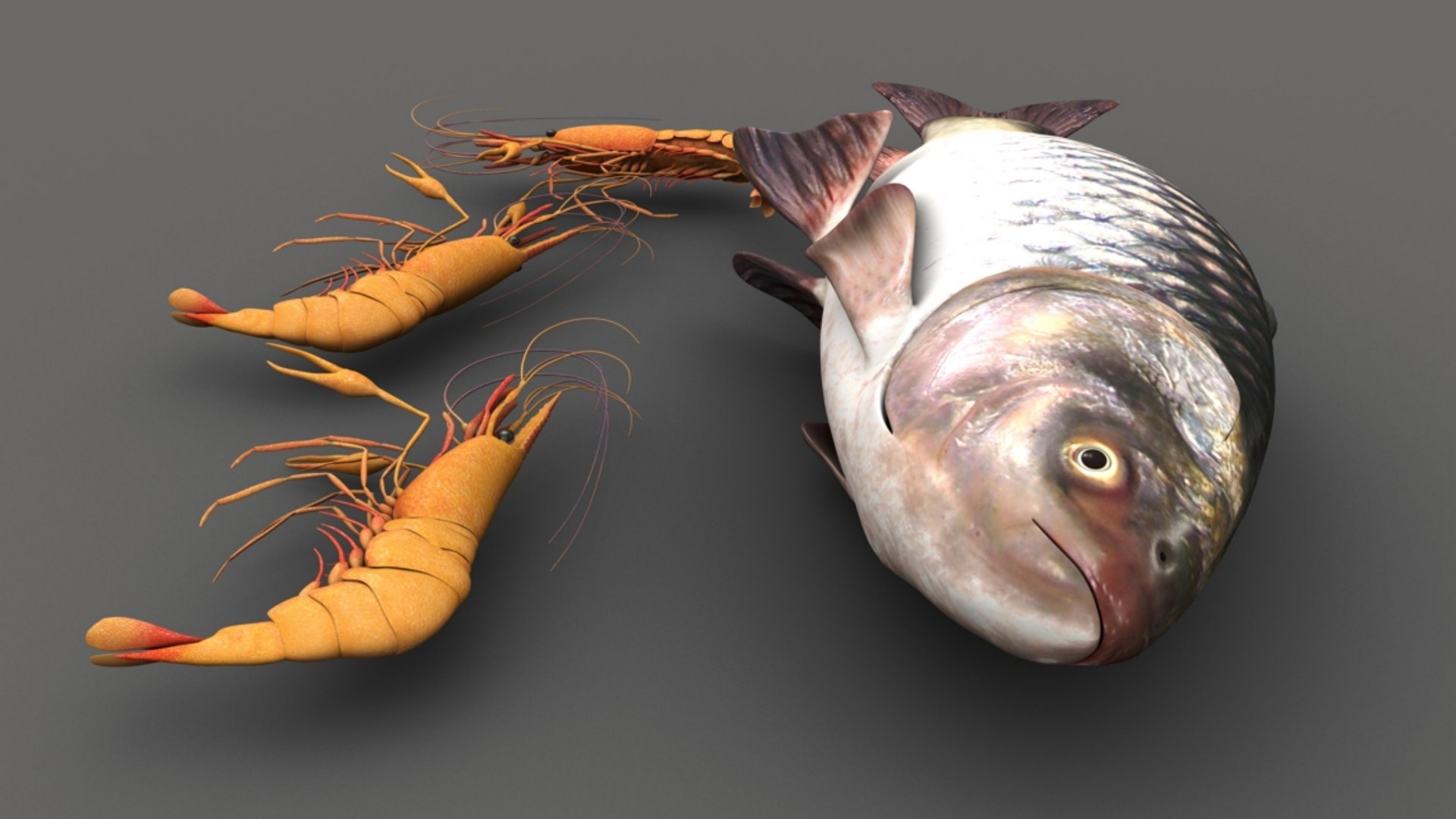 3D Seafood Sea Food - TurboSquid 1261539