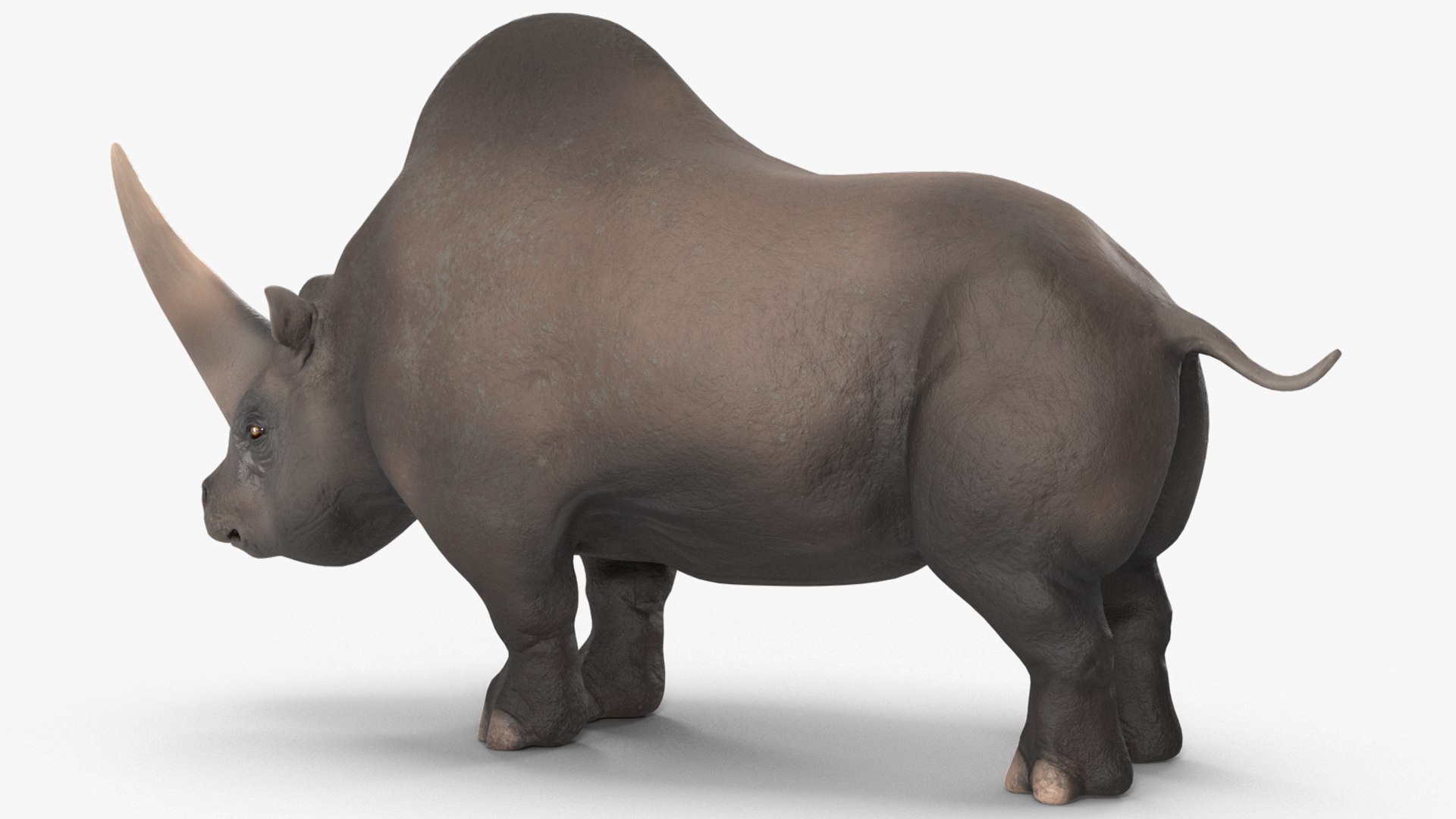 Elasmotherium Rigged for Cinema 4D 3D model - TurboSquid 1997616