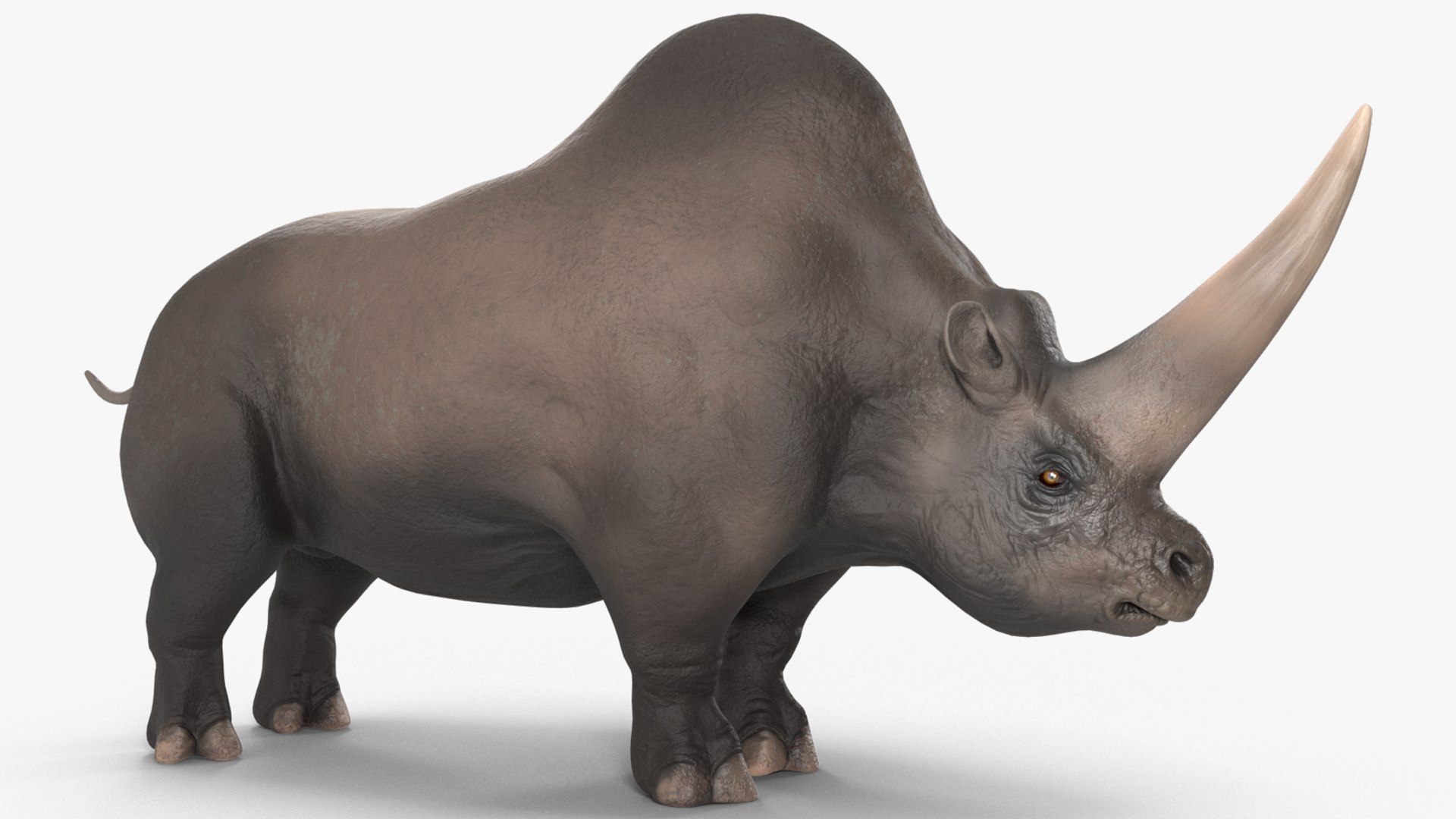 Elasmotherium Rigged for Cinema 4D 3D model - TurboSquid 1997616