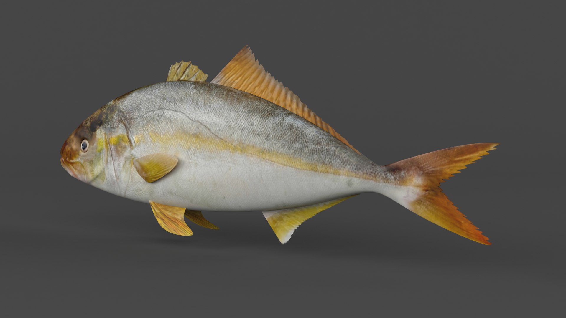 Fish Amberjack 3D Model - TurboSquid 2067576