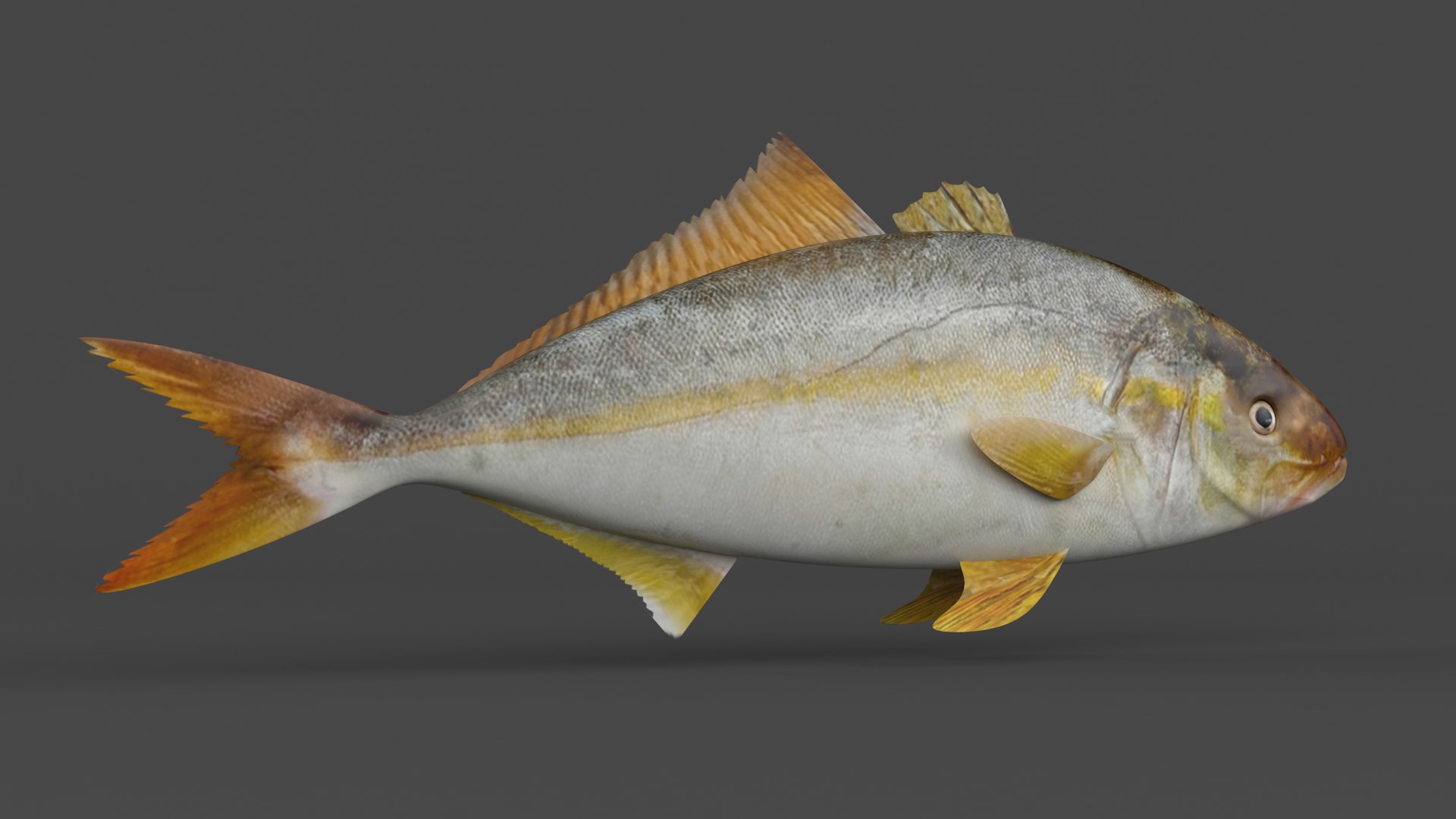 Fish Amberjack 3D Model - TurboSquid 2067576