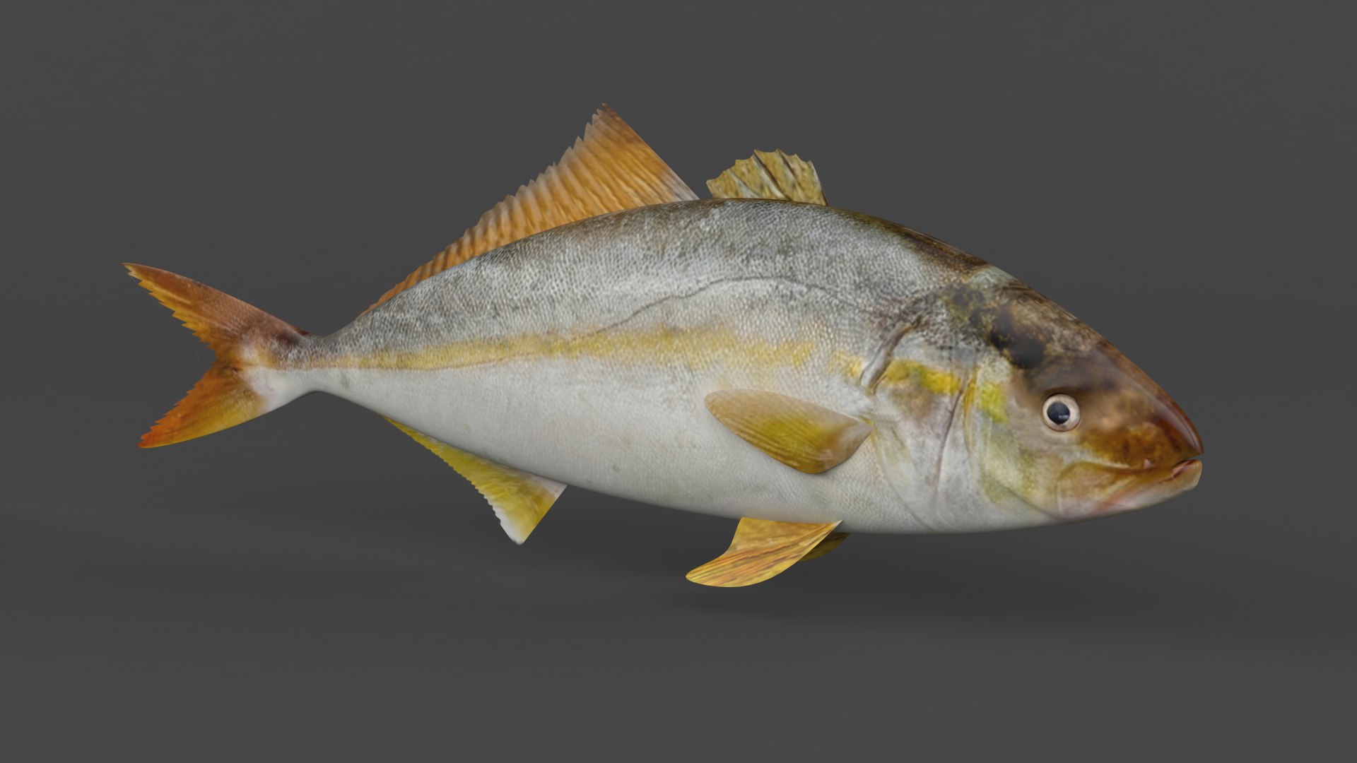 Fish Amberjack 3D Model - TurboSquid 2067576