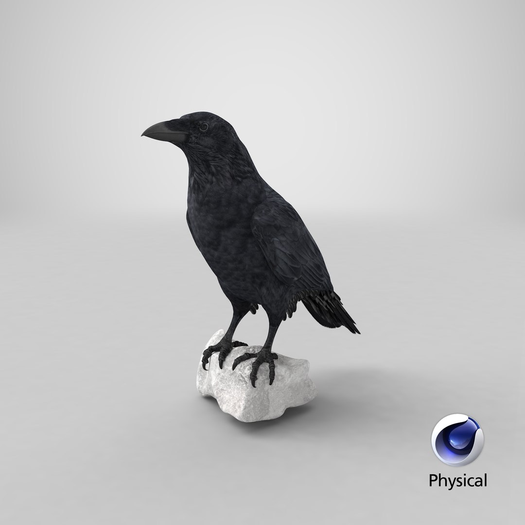 3D Raven Model - TurboSquid 1781178