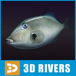 Triggerfish 3D Models for Download | TurboSquid