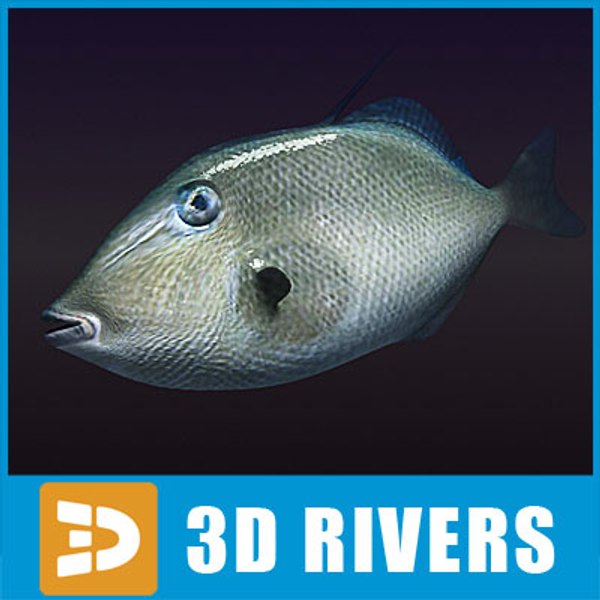 Triggerfish 3D Models for Download | TurboSquid