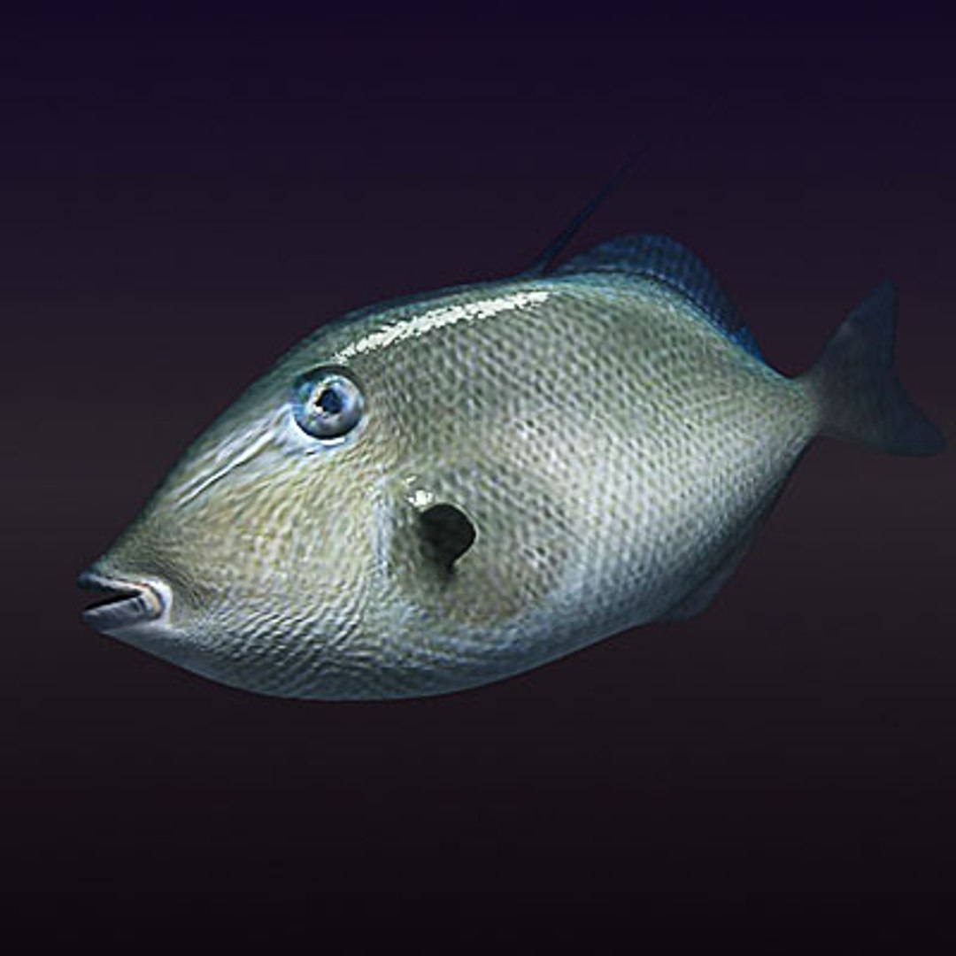 3ds Triggerfish Fish