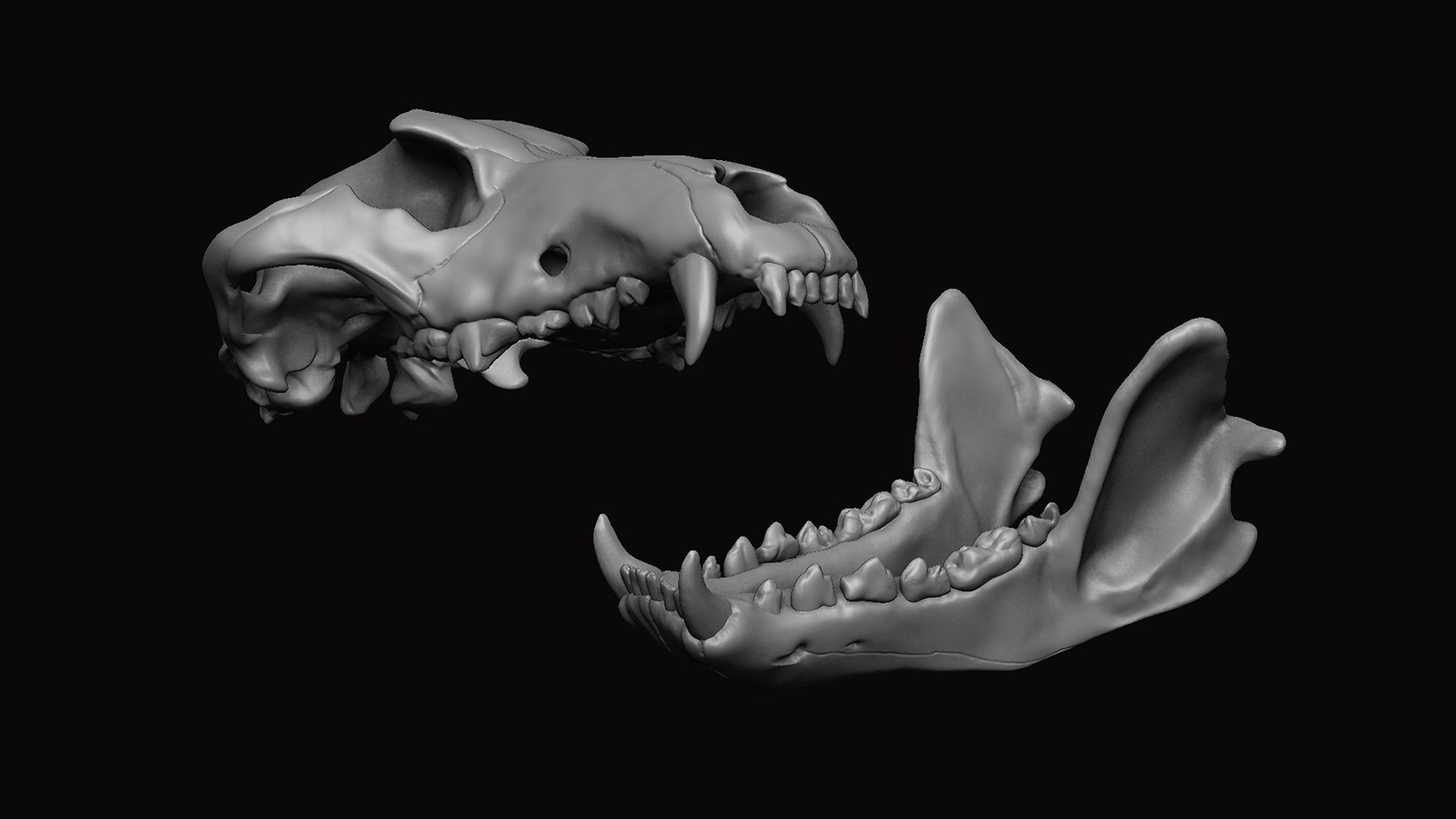 Wolf Skull Model - TurboSquid 1643259