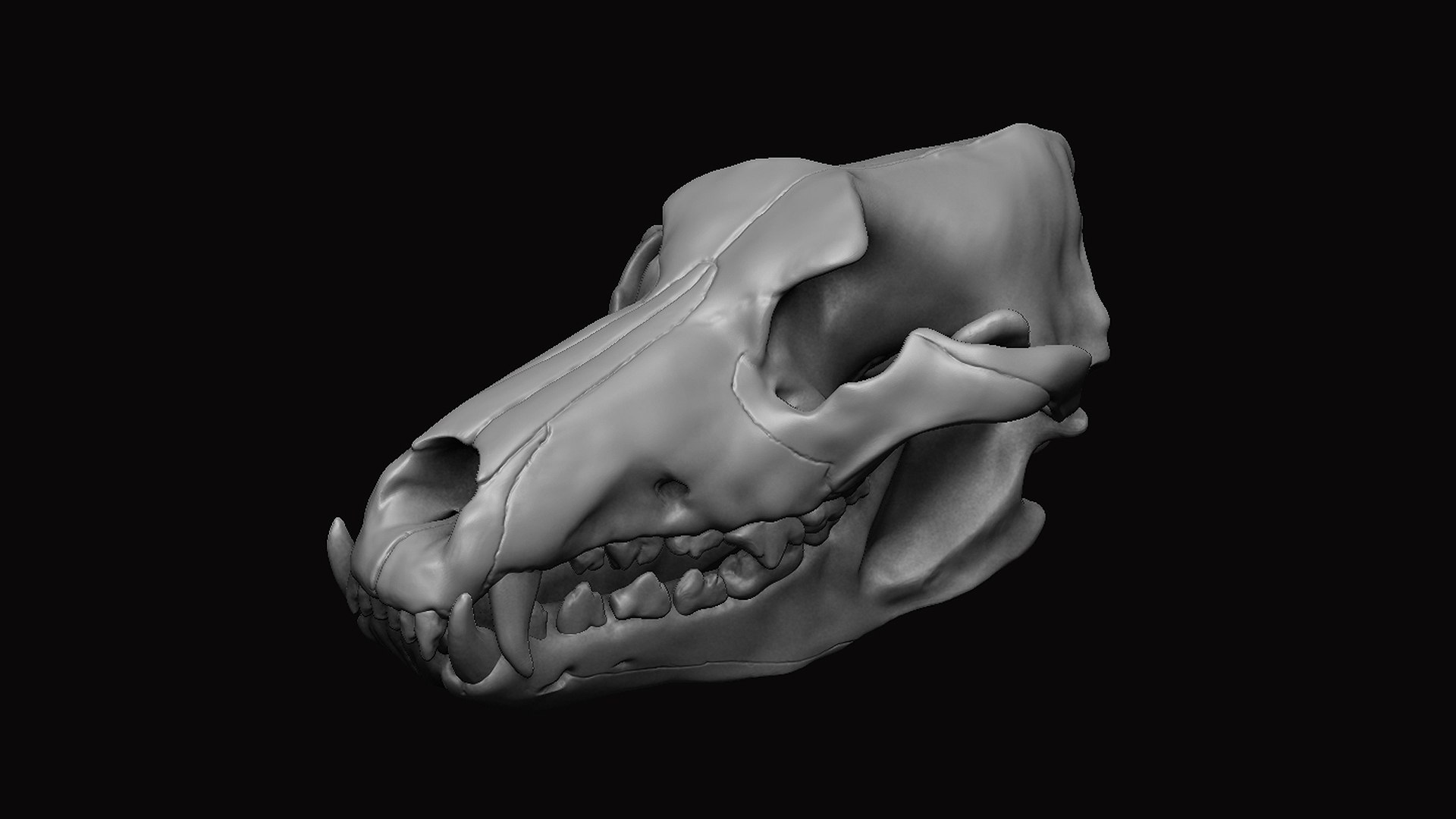 Wolf Skull Model - TurboSquid 1643259