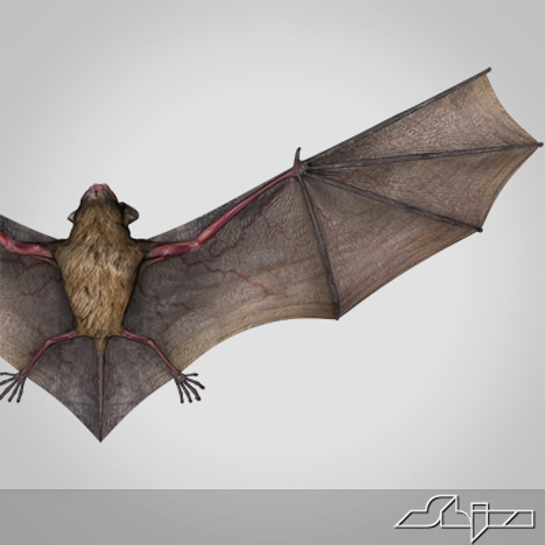 max rigged vampire bat