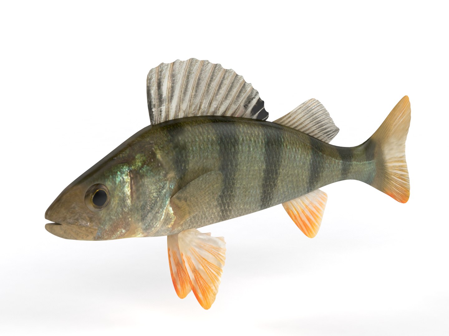 Realistic Perch Fish 3D Model - TurboSquid 1634165