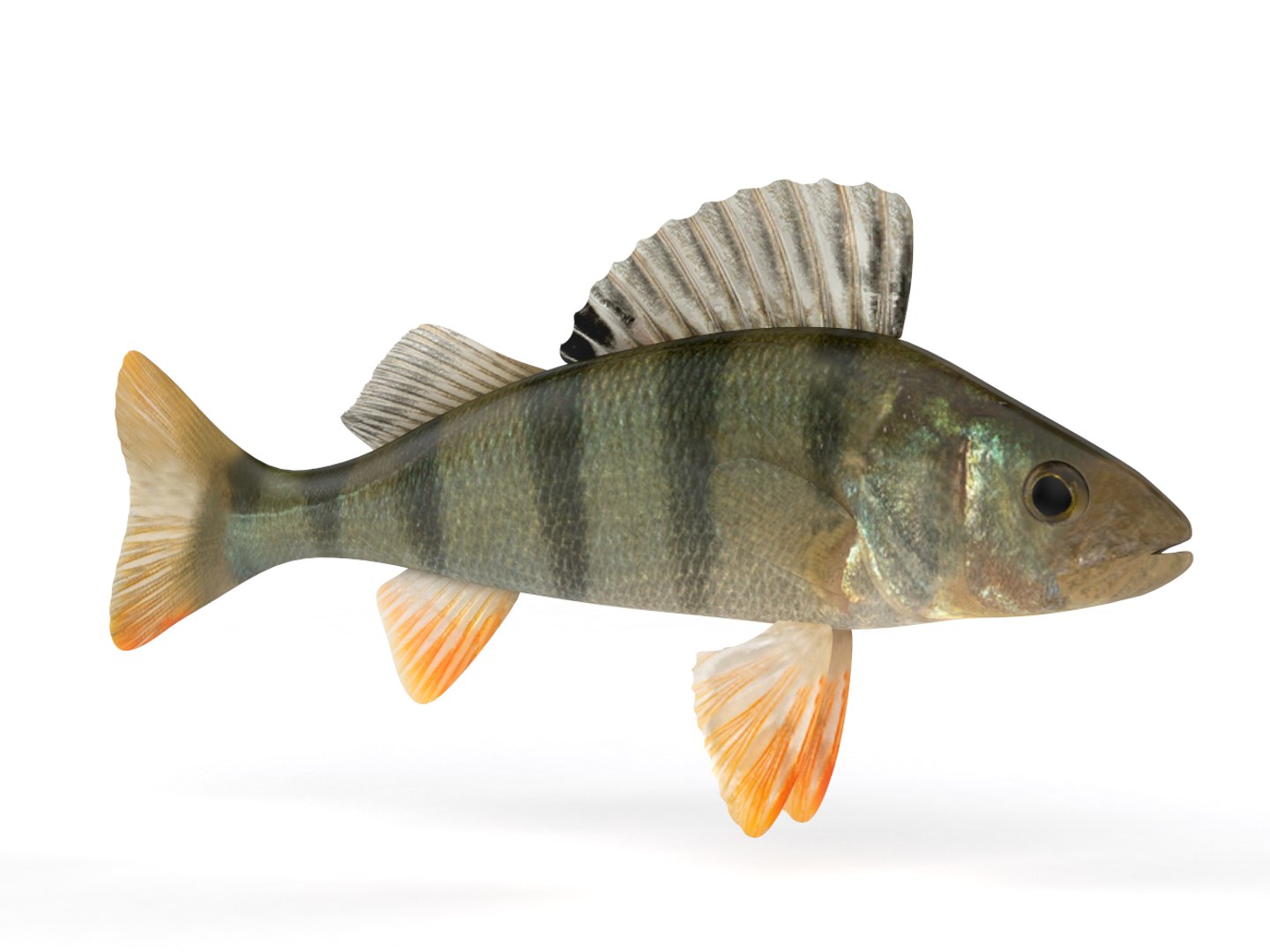Realistic Perch Fish 3D Model - TurboSquid 1634165