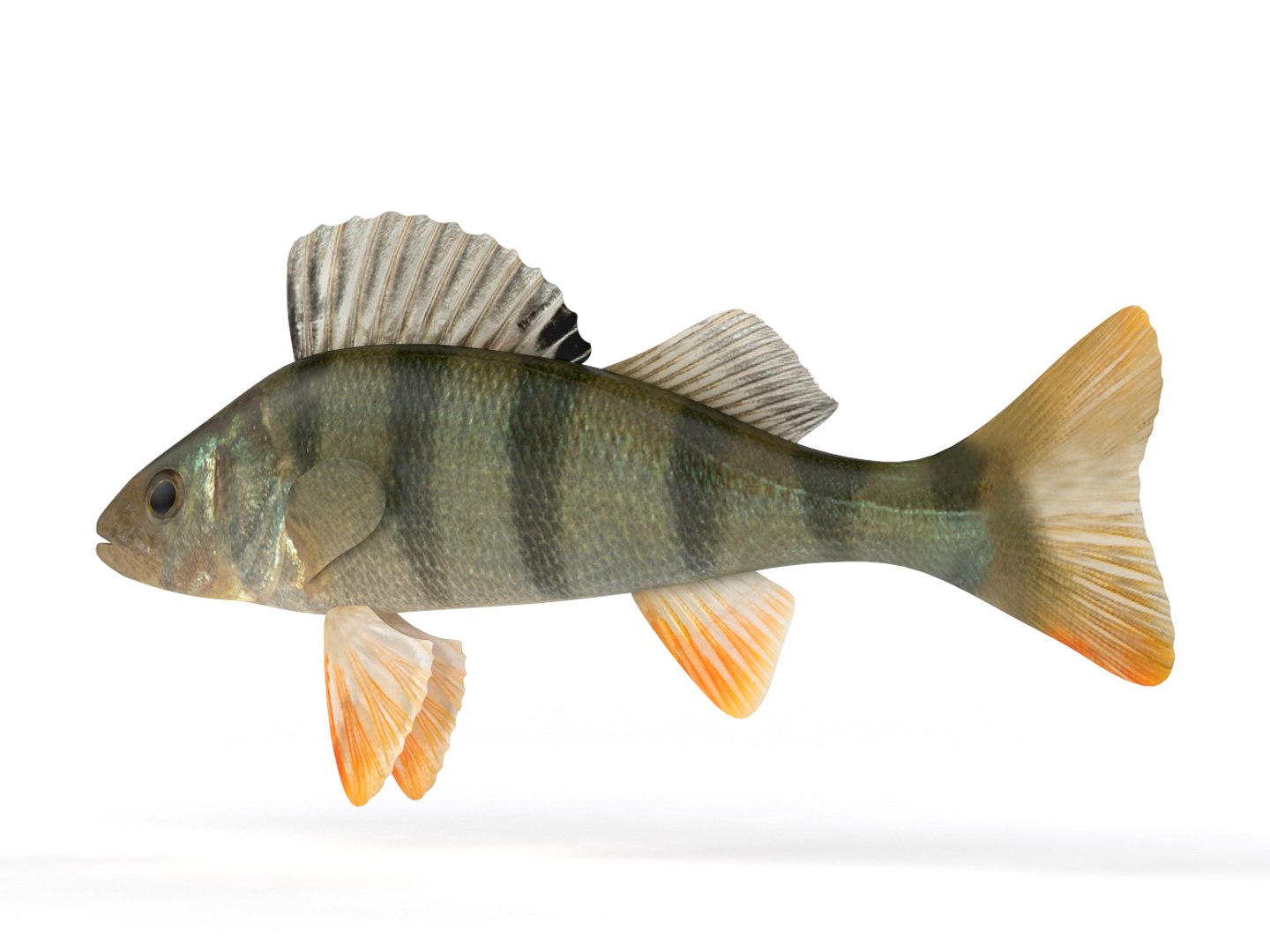 Realistic Perch Fish 3D Model - TurboSquid 1634165