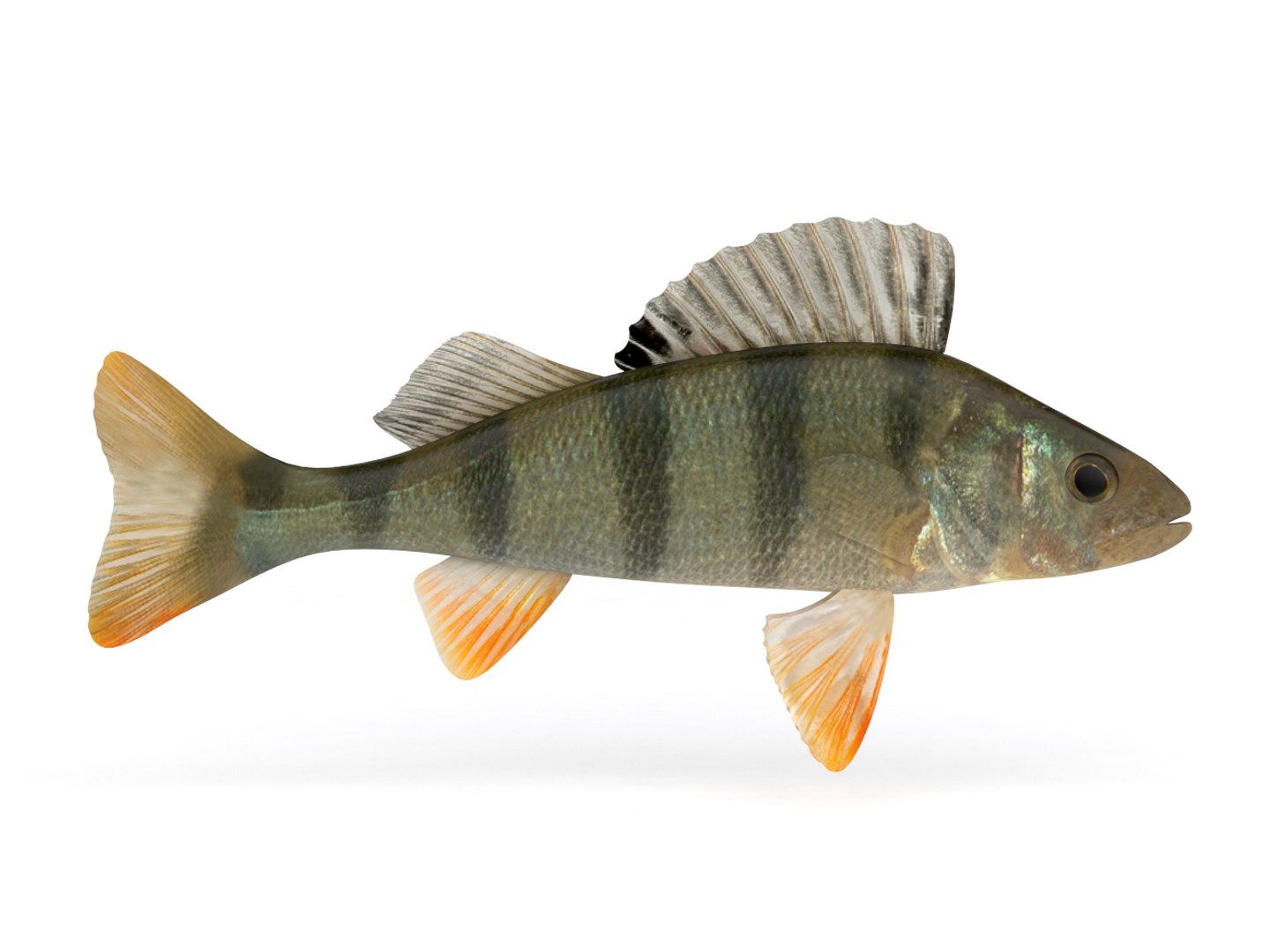 Realistic Perch Fish 3D Model - TurboSquid 1634165