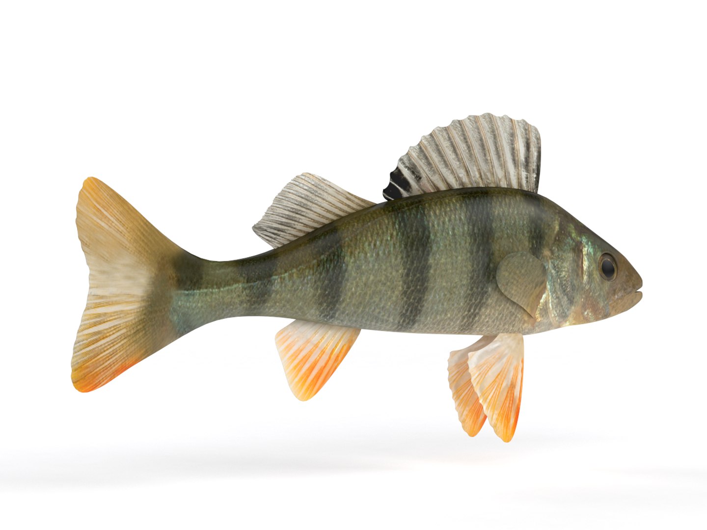 Realistic Perch Fish 3D Model - TurboSquid 1634165