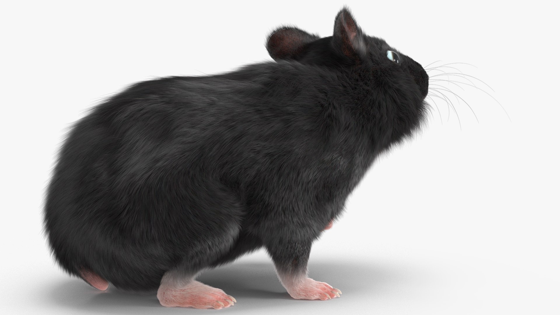 3D Syrian Teddy Bear Hamster Black Model - TurboSquid 2050989