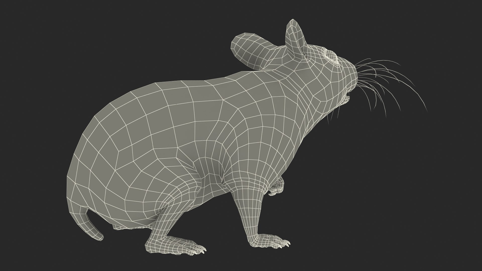 3D Syrian Teddy Bear Hamster Black Model - TurboSquid 2050989