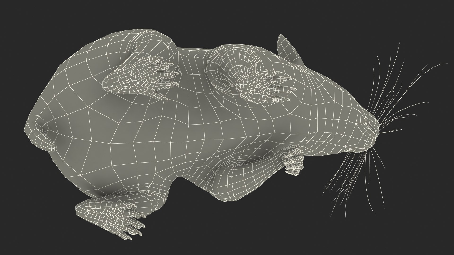 3D Syrian Teddy Bear Hamster Black Model - TurboSquid 2050989