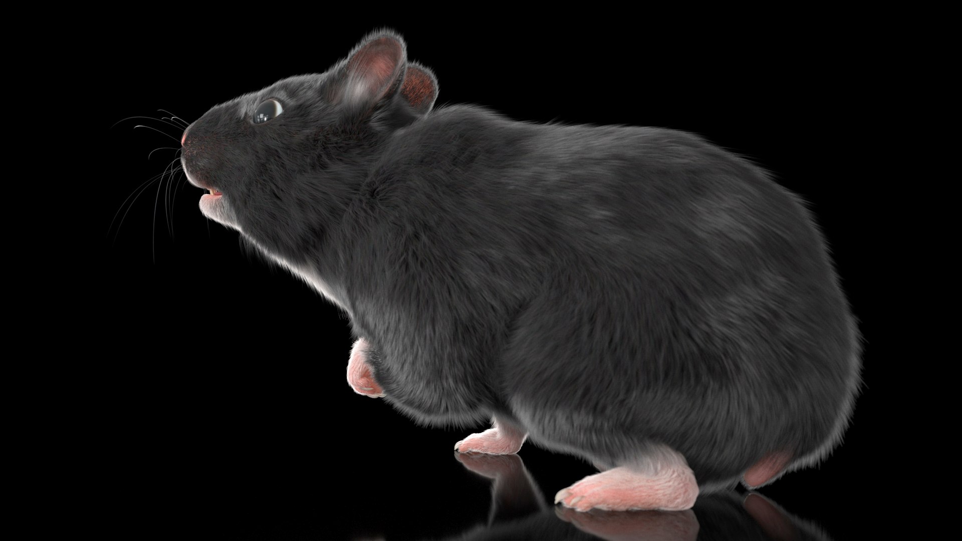 3D Syrian Teddy Bear Hamster Black Model - TurboSquid 2050989