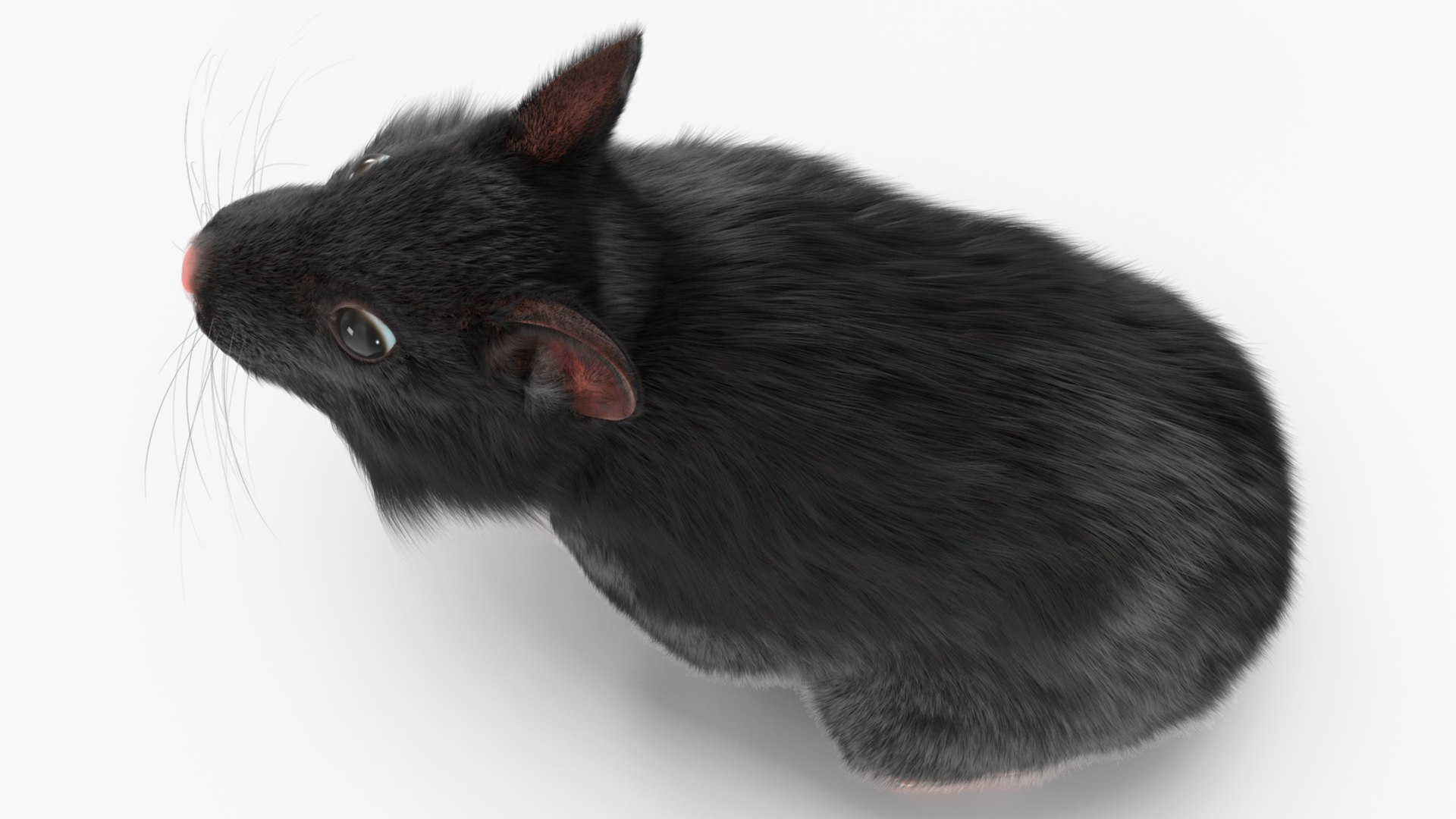 3D Syrian Teddy Bear Hamster Black Model - TurboSquid 2050989