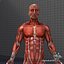 3d Model Rigged Male Female Muscular