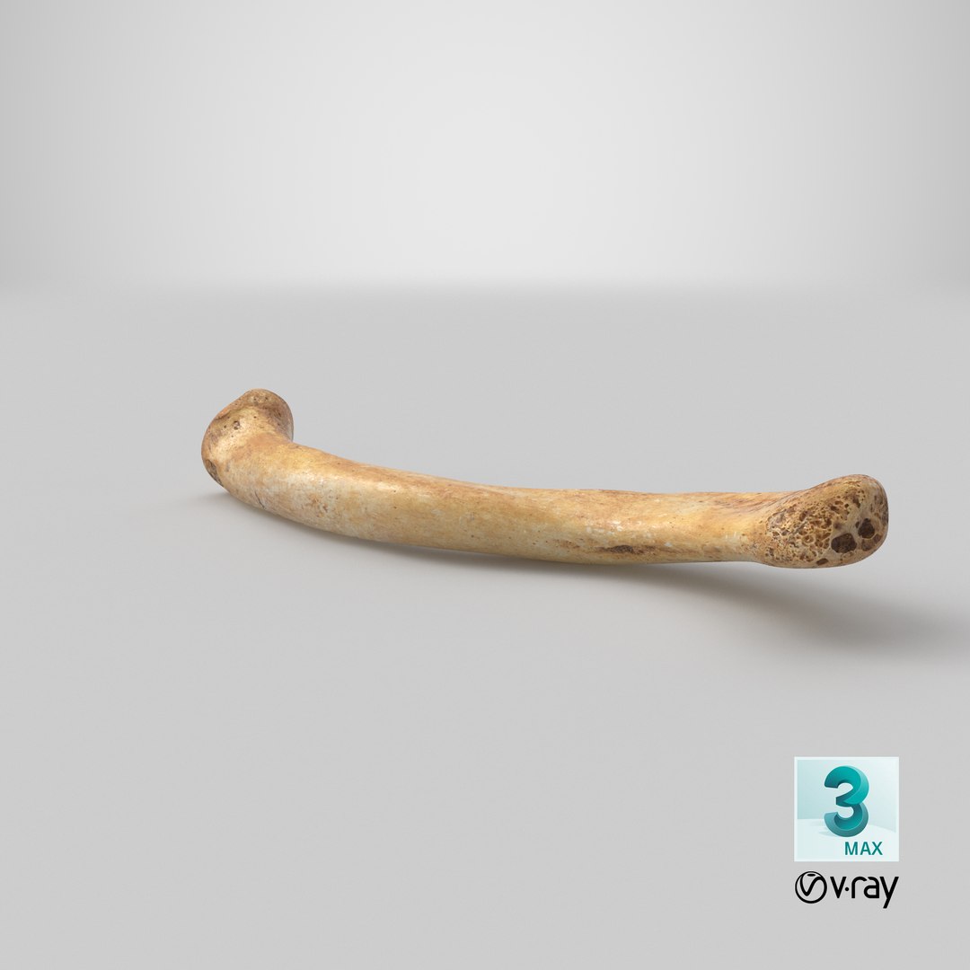 3D Human Clavicle Bone Collarbone - TurboSquid 1423199