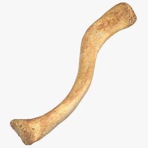 3D Collar Bone Models - Browse & Download Formats - TurboSquid