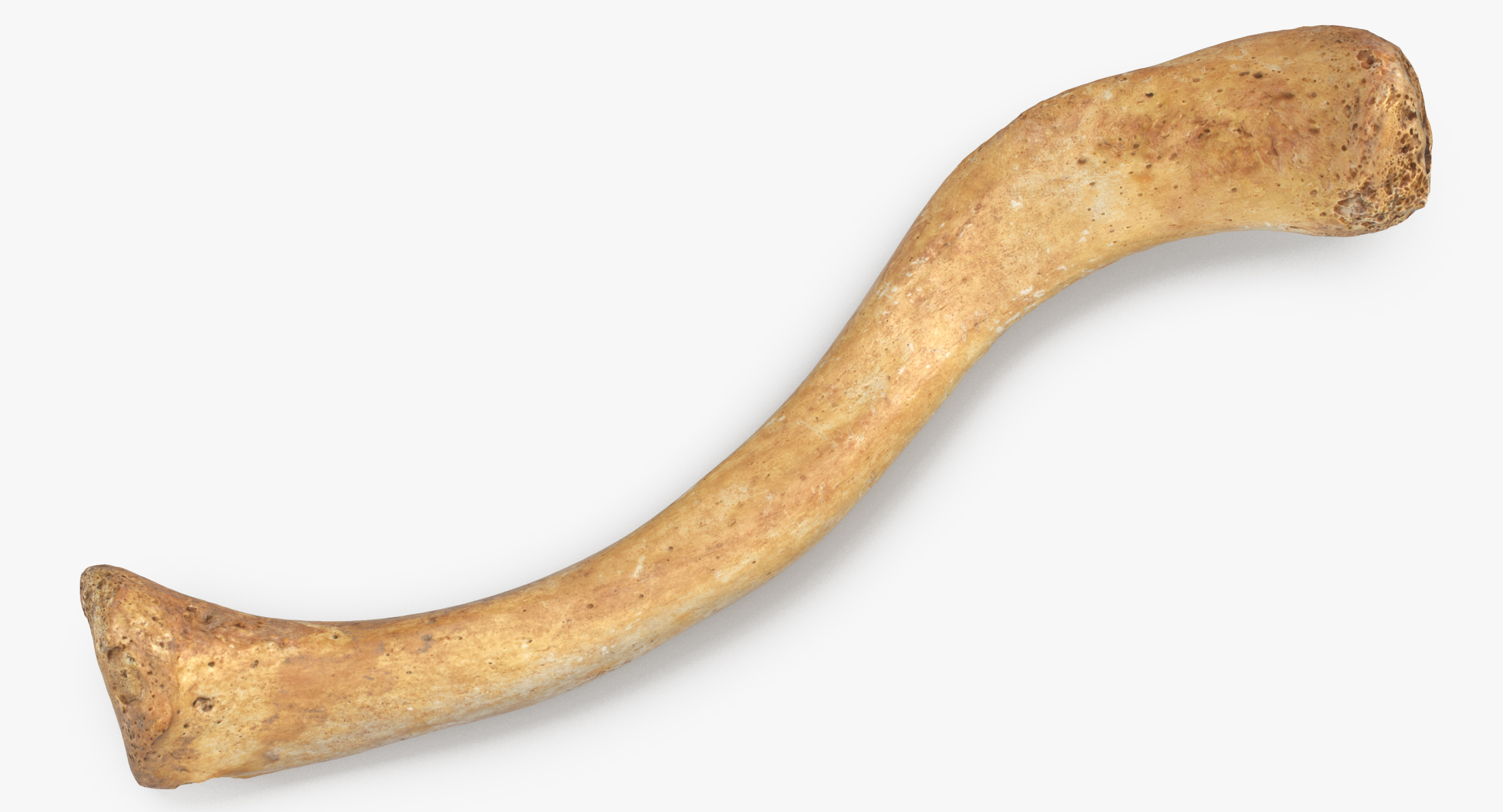 modelo 3d Hueso de clavícula humana (clavícula) 01 - TurboSquid 1423199