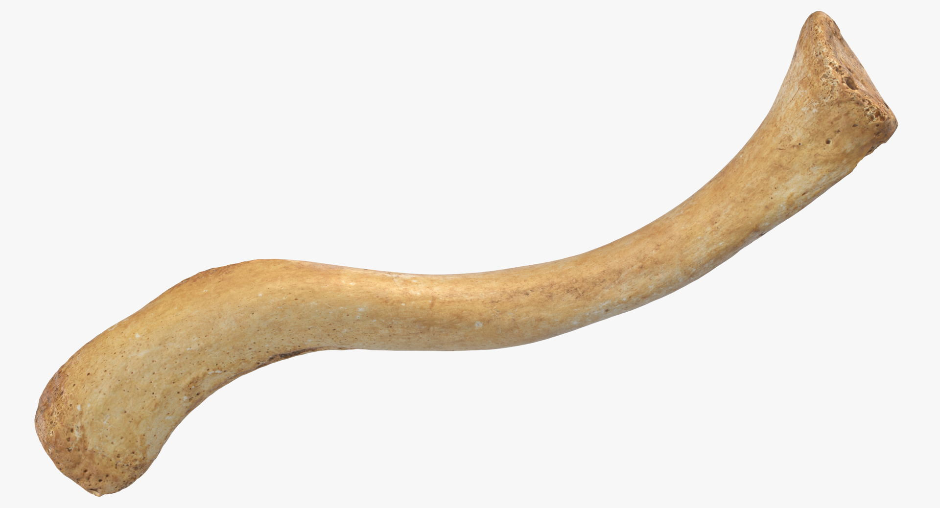 modelo 3d Hueso de clavícula humana (clavícula) 01 - TurboSquid 1423199