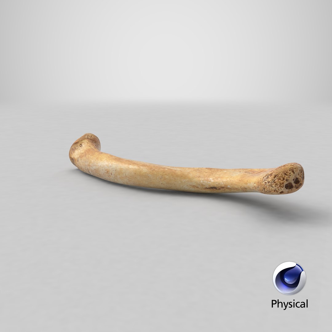 3D Human Clavicle Bone Collarbone - TurboSquid 1423199