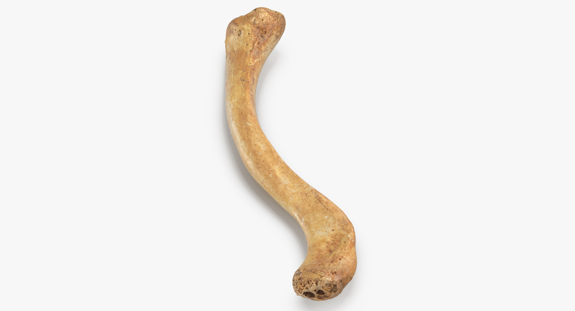 modelo 3d Hueso de clavícula humana (clavícula) 01 - TurboSquid 1423199