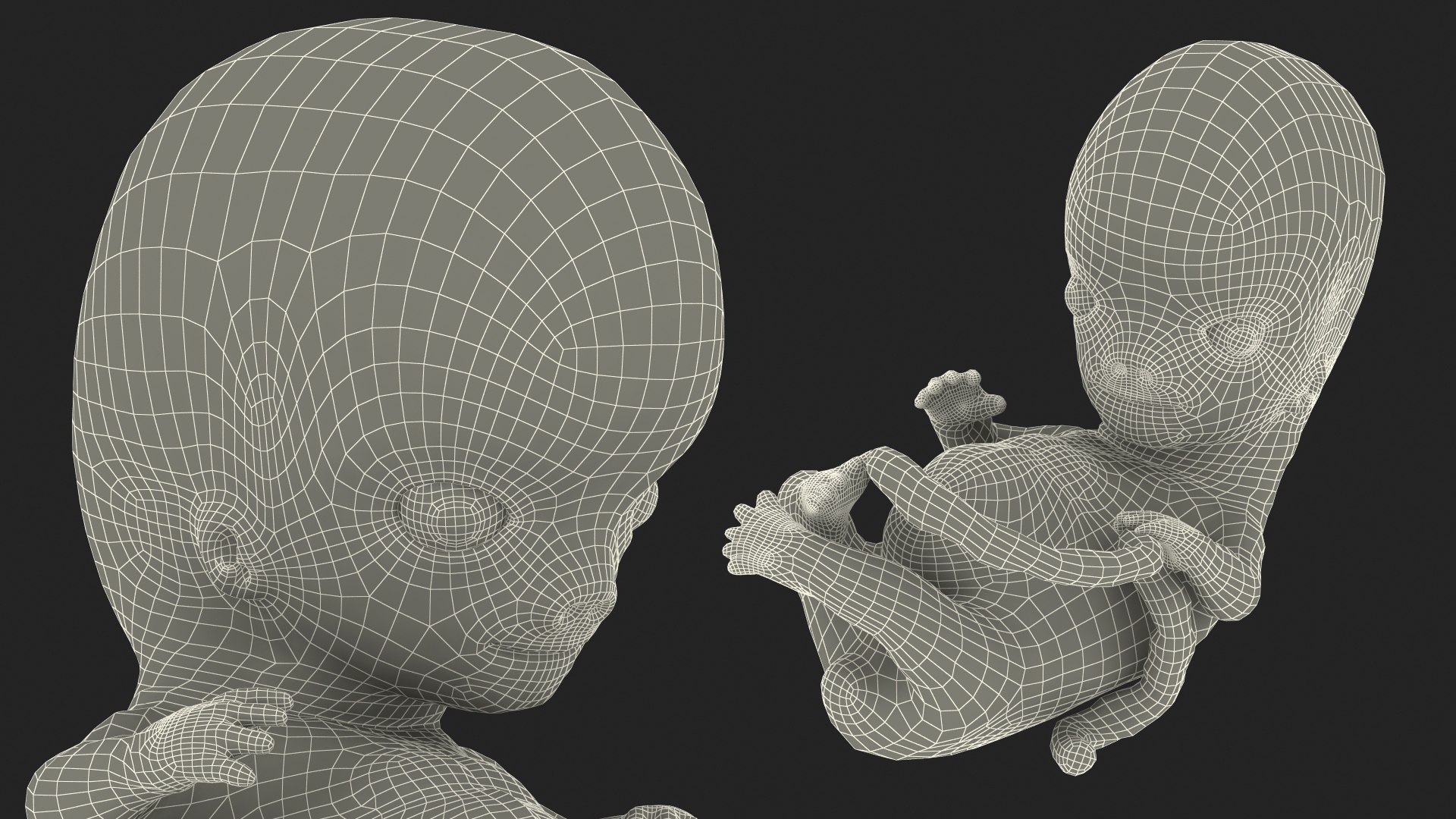 3D Model Human Embryo 8 Weeks - TurboSquid 1659482