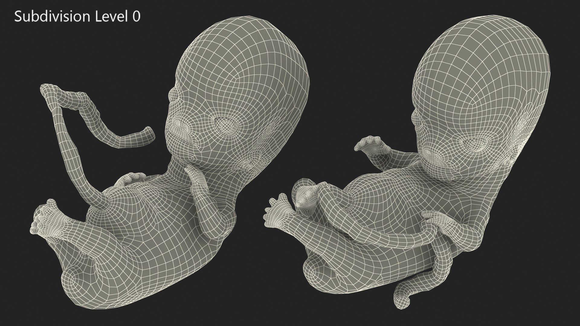 3D Model Human Embryo 8 Weeks - TurboSquid 1659482