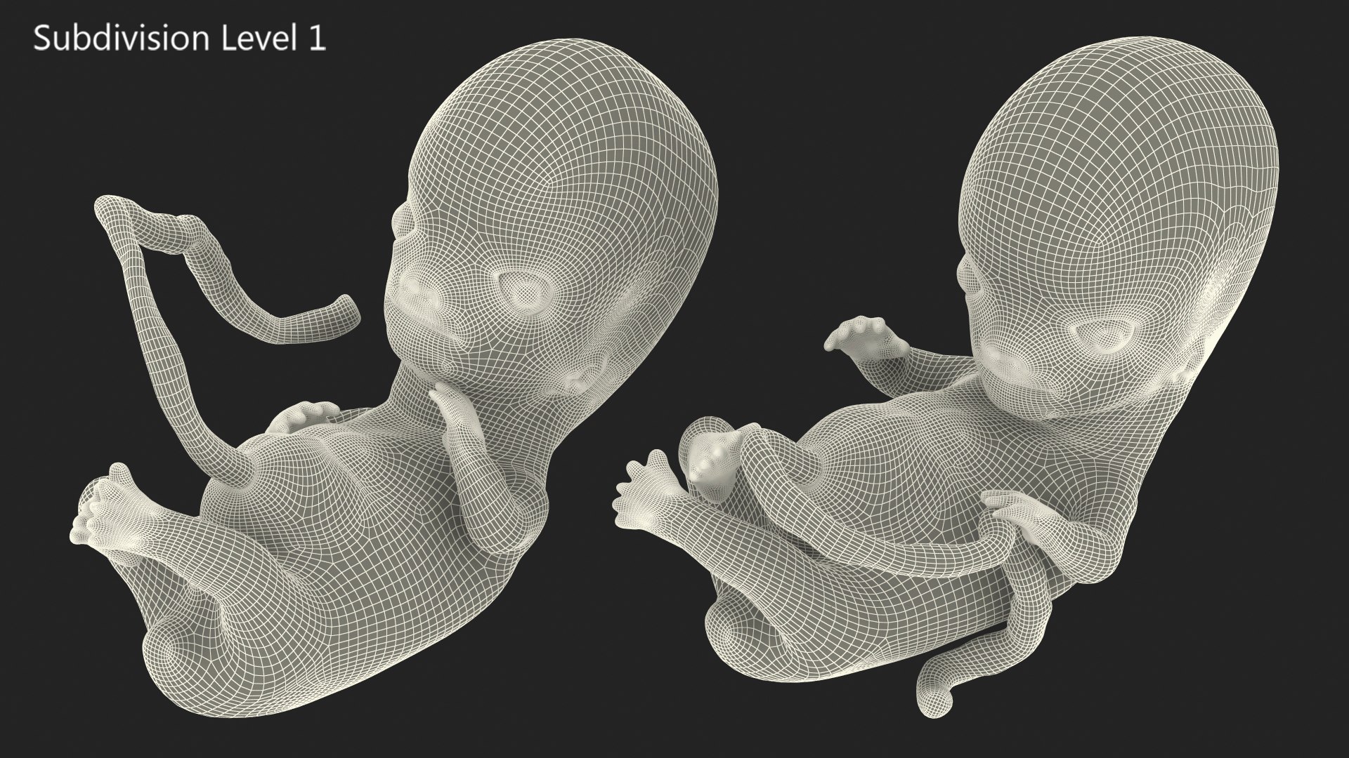 3D Model Human Embryo 8 Weeks - TurboSquid 1659482
