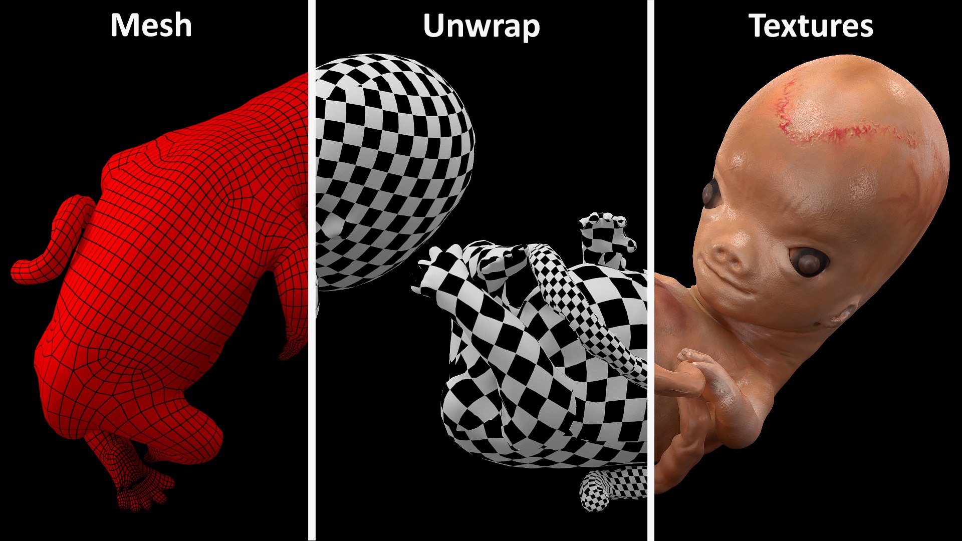 3D Model Human Embryo 8 Weeks - TurboSquid 1659482