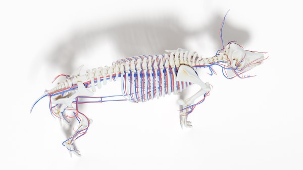 Pig Body Skeleton and Vascular System Static 3D model - TurboSquid 1763650