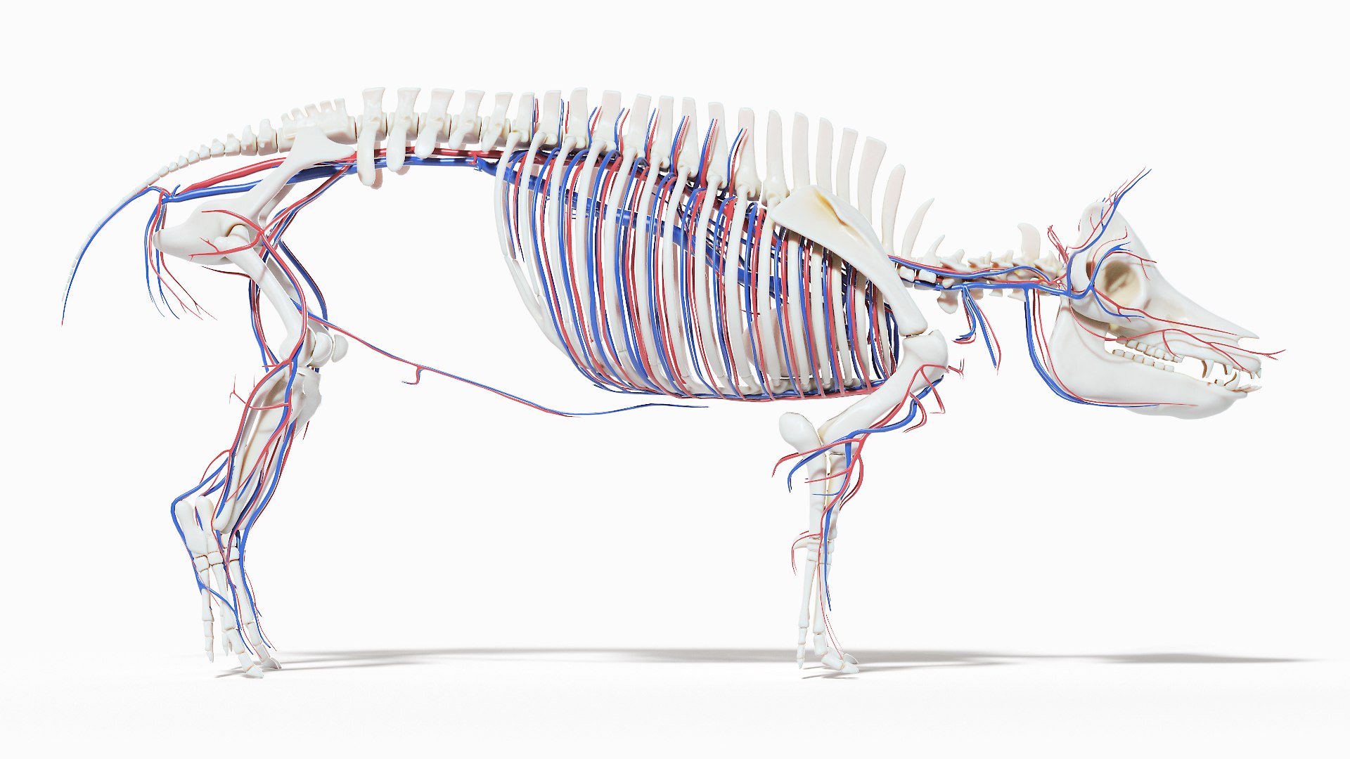 Pig Body Skeleton And Vascular System Static 3D Model - TurboSquid 1763650