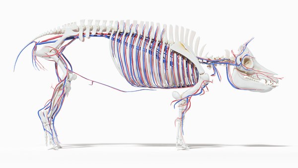 Pig Body Skeleton and Vascular System Static 3D model - TurboSquid 1763650