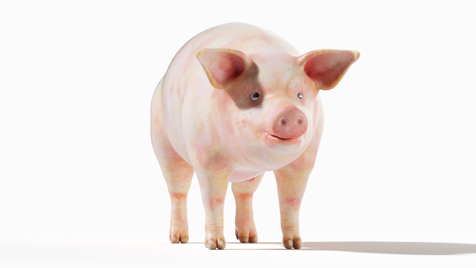 Pig Body Skeleton And Vascular System Static 3D Model - TurboSquid 1763650