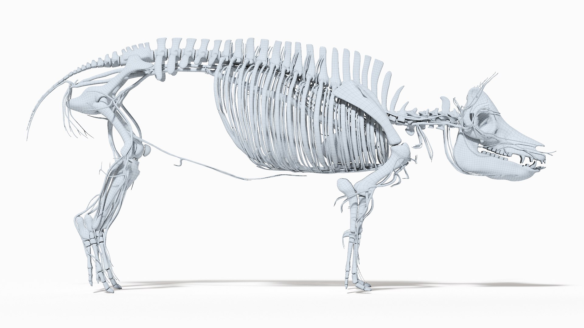 Pig Body Skeleton And Vascular System Static 3D Model - TurboSquid 1763650