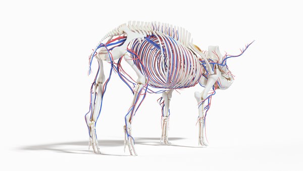 Pig Body Skeleton and Vascular System Static 3D model - TurboSquid 1763650