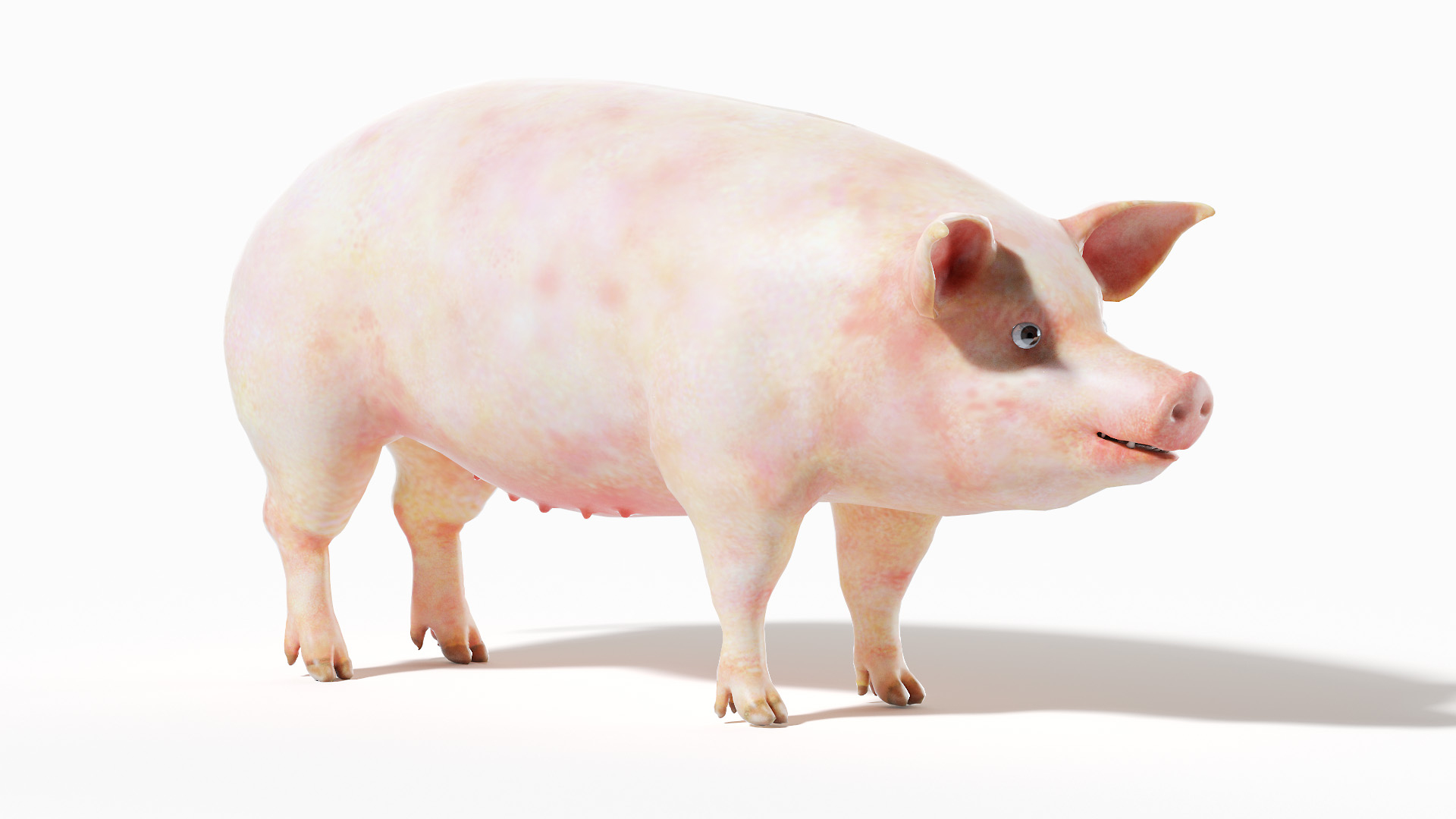 Pig Body Skeleton And Vascular System Static 3D Model - TurboSquid 1763650