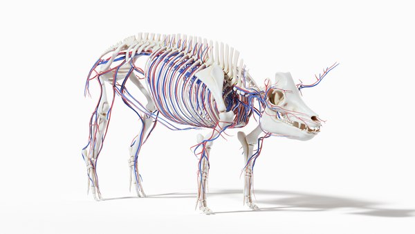 Pig Body Skeleton and Vascular System Static 3D model - TurboSquid 1763650