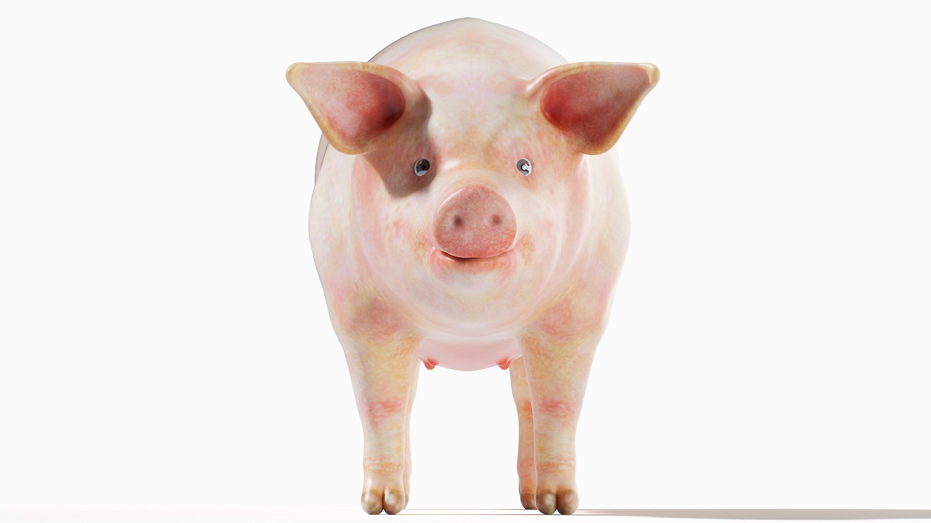Pig Body Skeleton And Vascular System Static 3D Model - TurboSquid 1763650