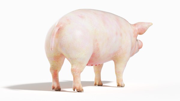 猪身体骨骼和血管系统静态3D模型 - TurboSquid 1763650