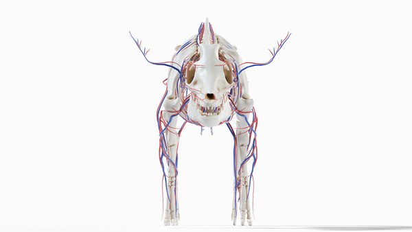 猪身体骨骼和血管系统静态3D模型 - TurboSquid 1763650