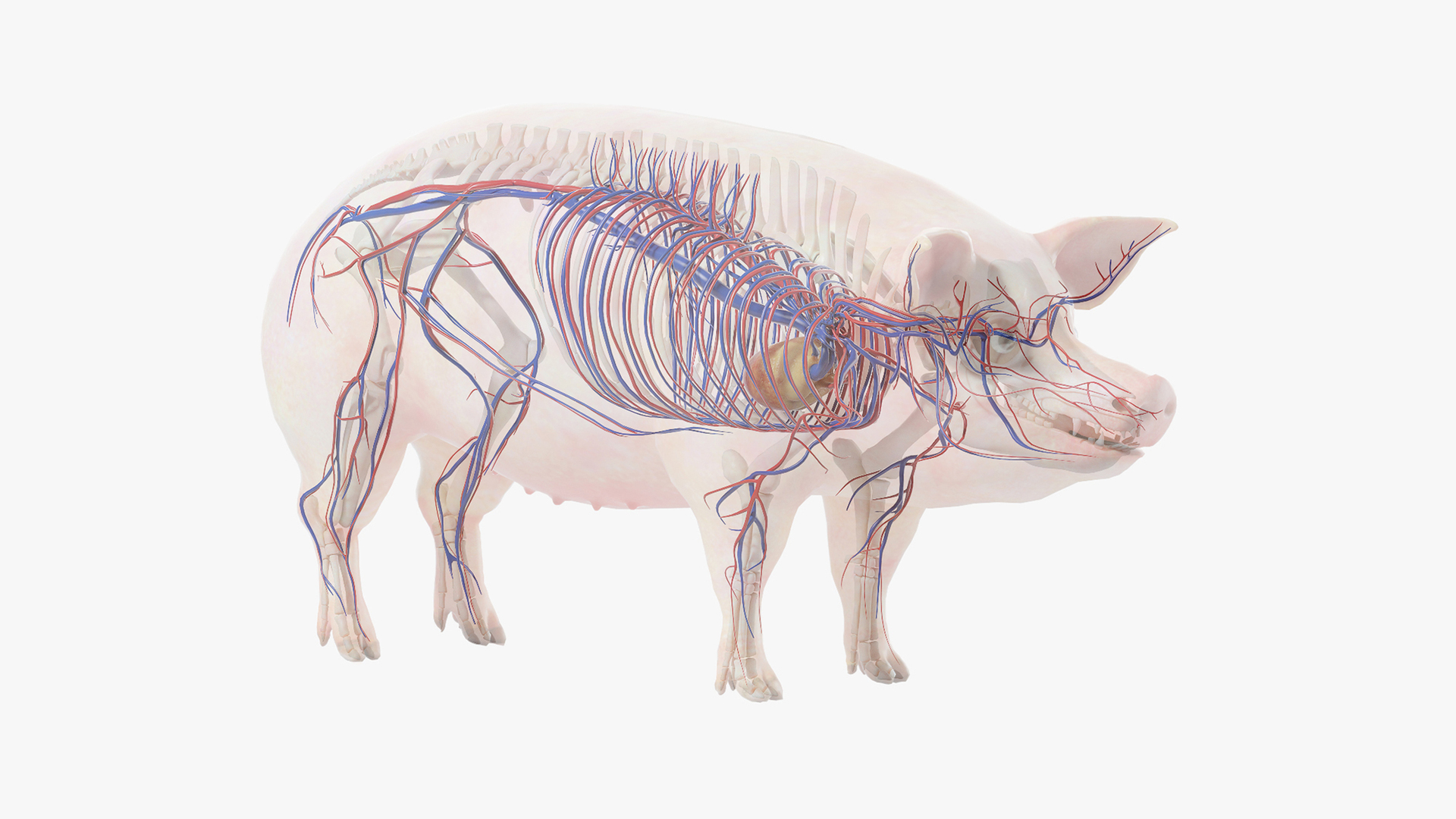 猪身体骨骼和血管系统静态3D模型 - TurboSquid 1763650
