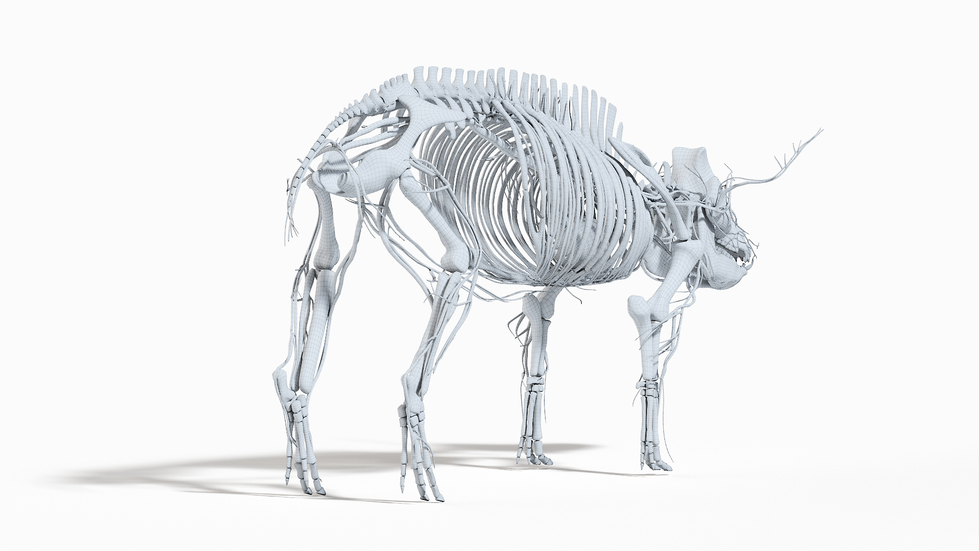 猪身体骨骼和血管系统静态3D模型 - TurboSquid 1763650