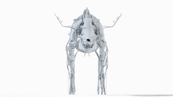 modelo 3d Esqueleto corporal de cerdo y sistema vascular estático ...