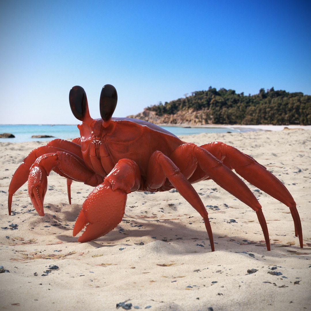 3D Tropical Ghost Crab Red Rigged Model - TurboSquid 2422412